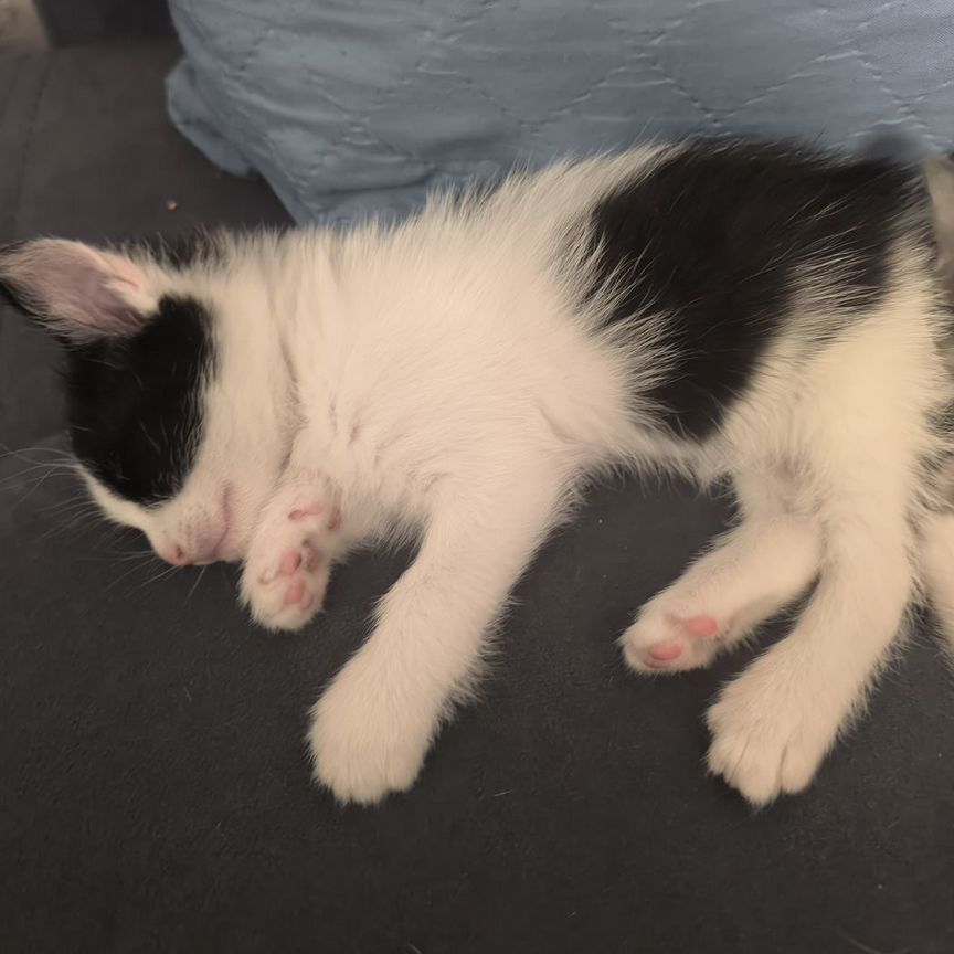 Котёнок в добрые руки