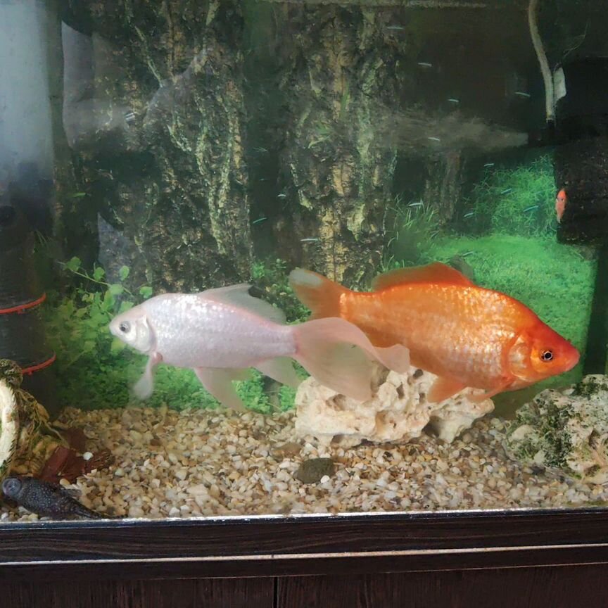 Аквариумные рыбки бесплатно