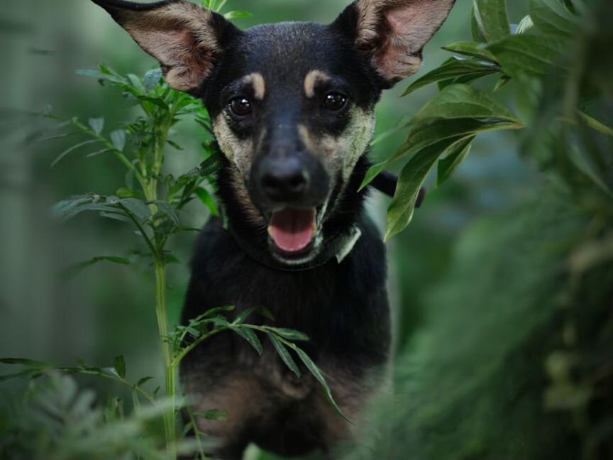 Крош в добрые руки