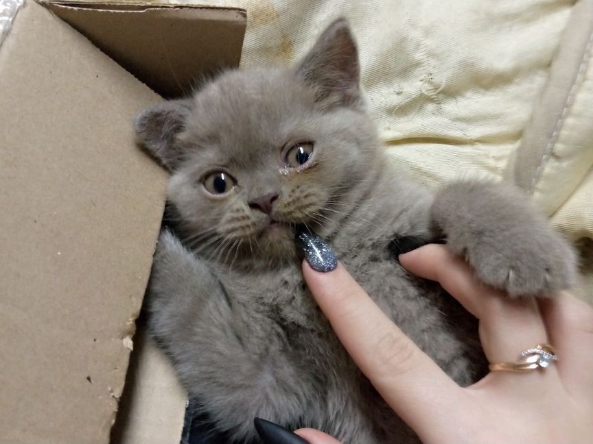 Котенок