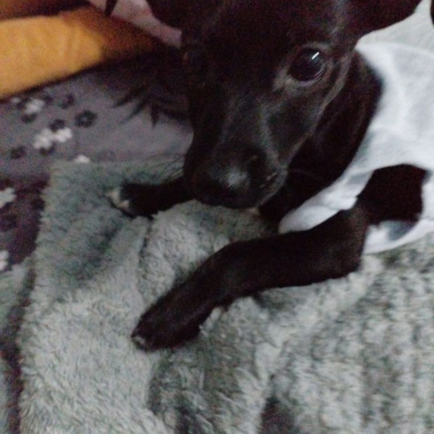 Карликовый пинчер