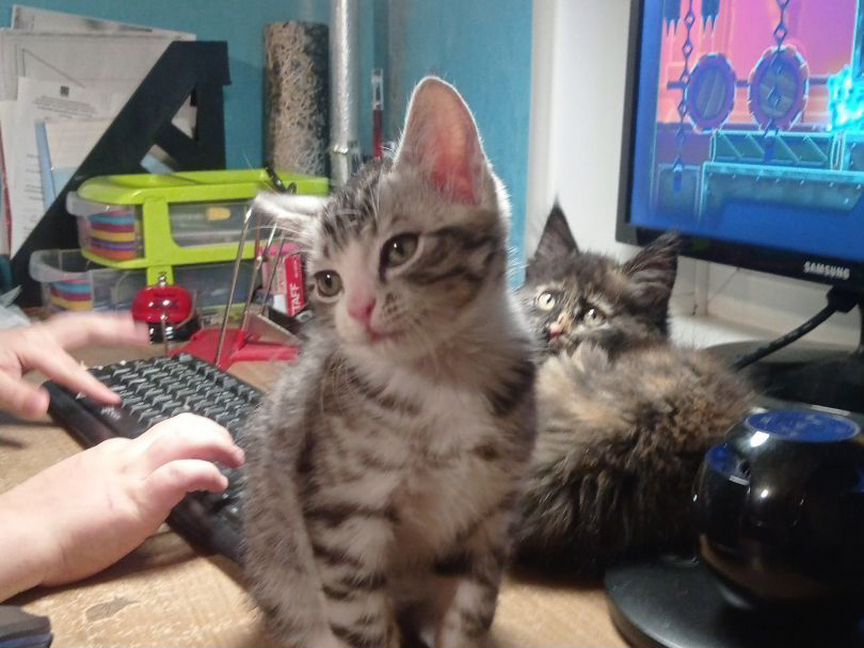 Кошка