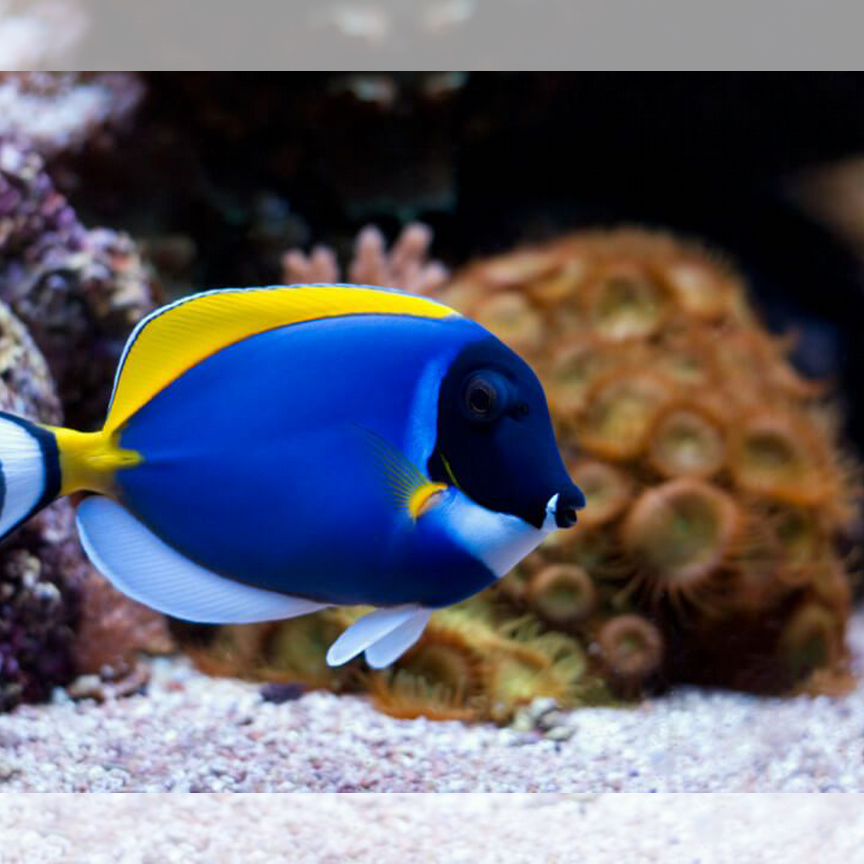 Морская рыба (хирурги, клоуны, бесп. и др)