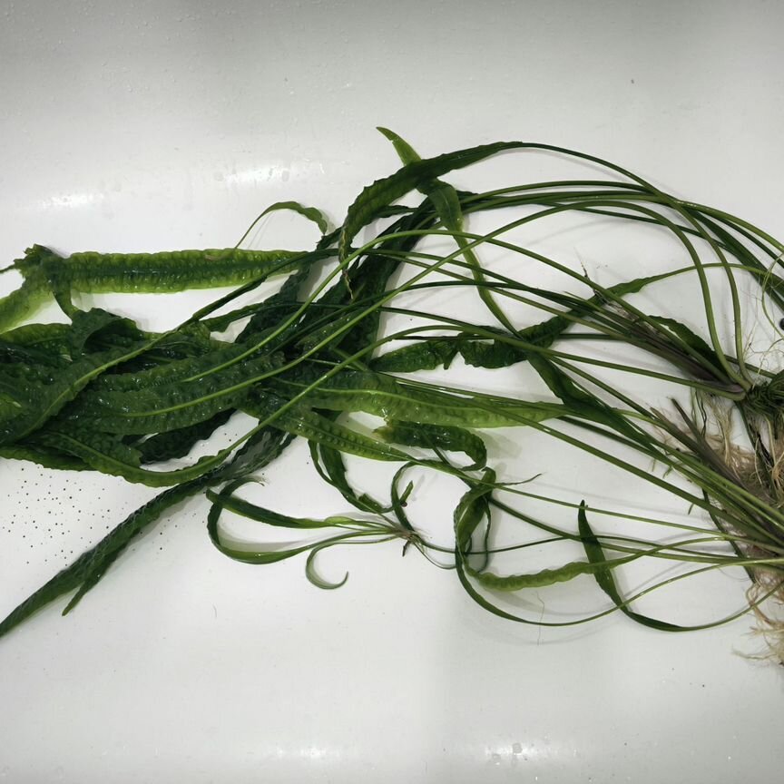 Аквариумное растение