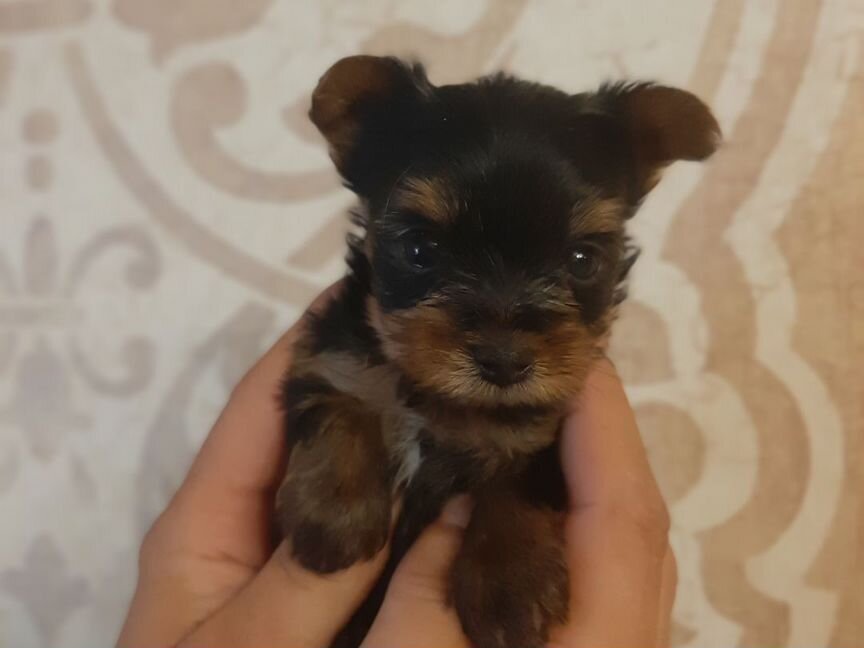 Йоркширский терьер