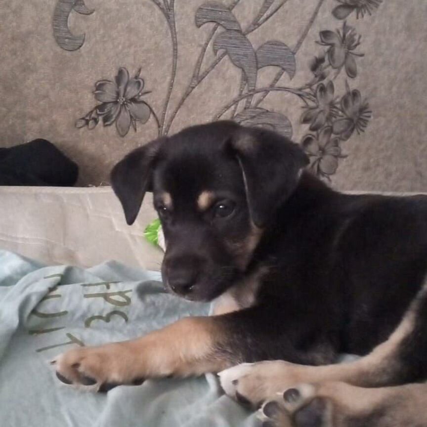 Щенки сибирской хаски мальчик