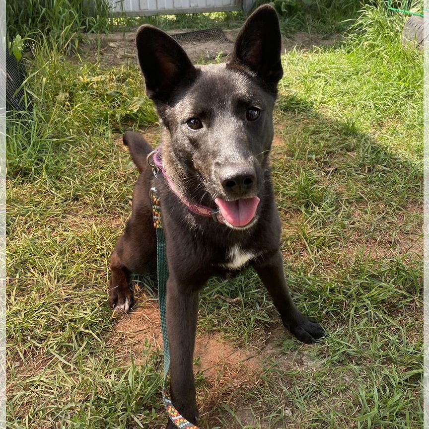 Собака в добрые руки