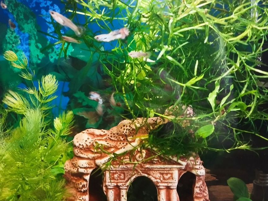 Аквариум с рыбками