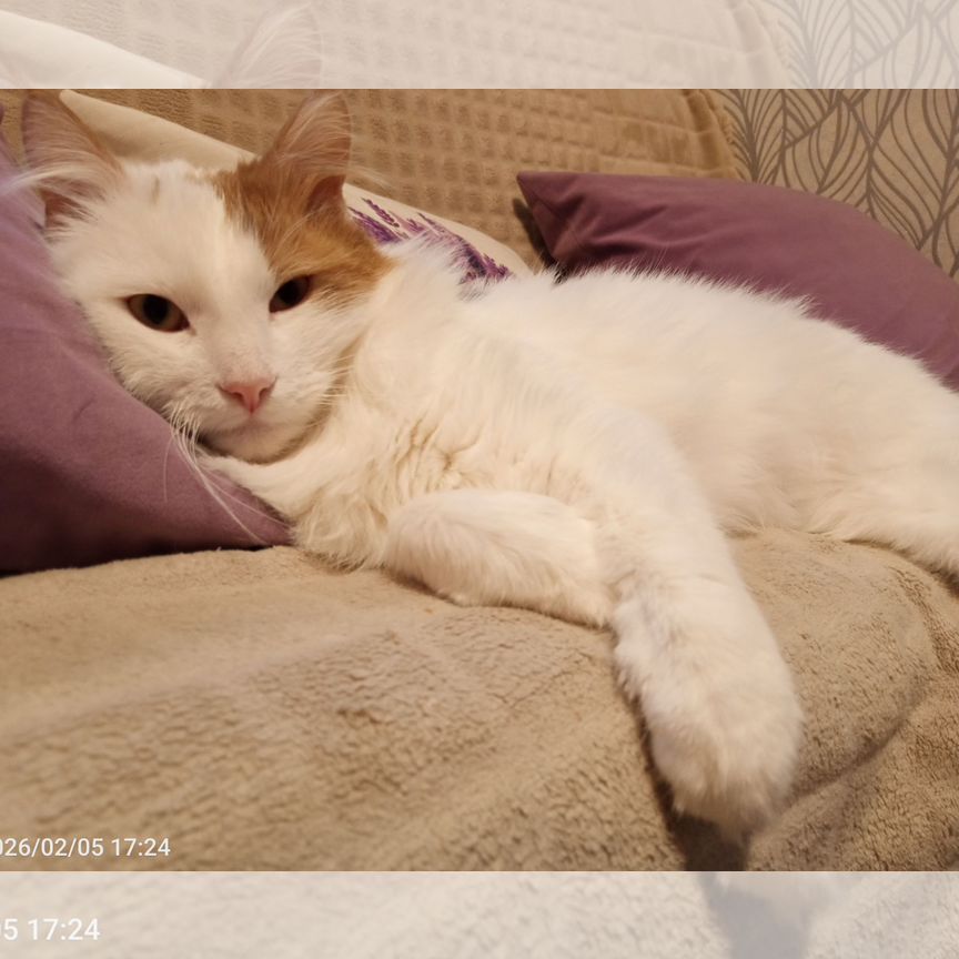 Взрослая, кошка в добрые руки