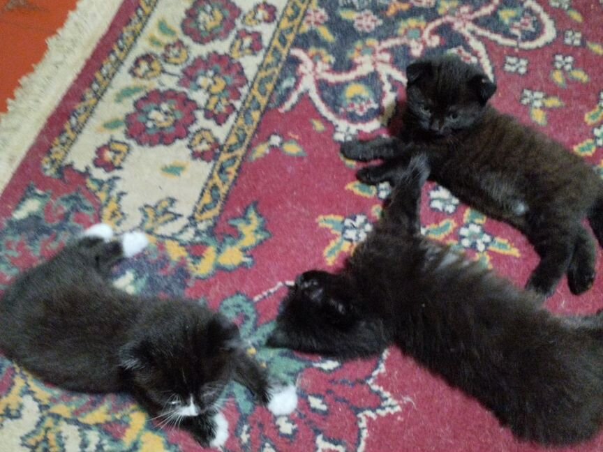 Кошечки в добрые руки