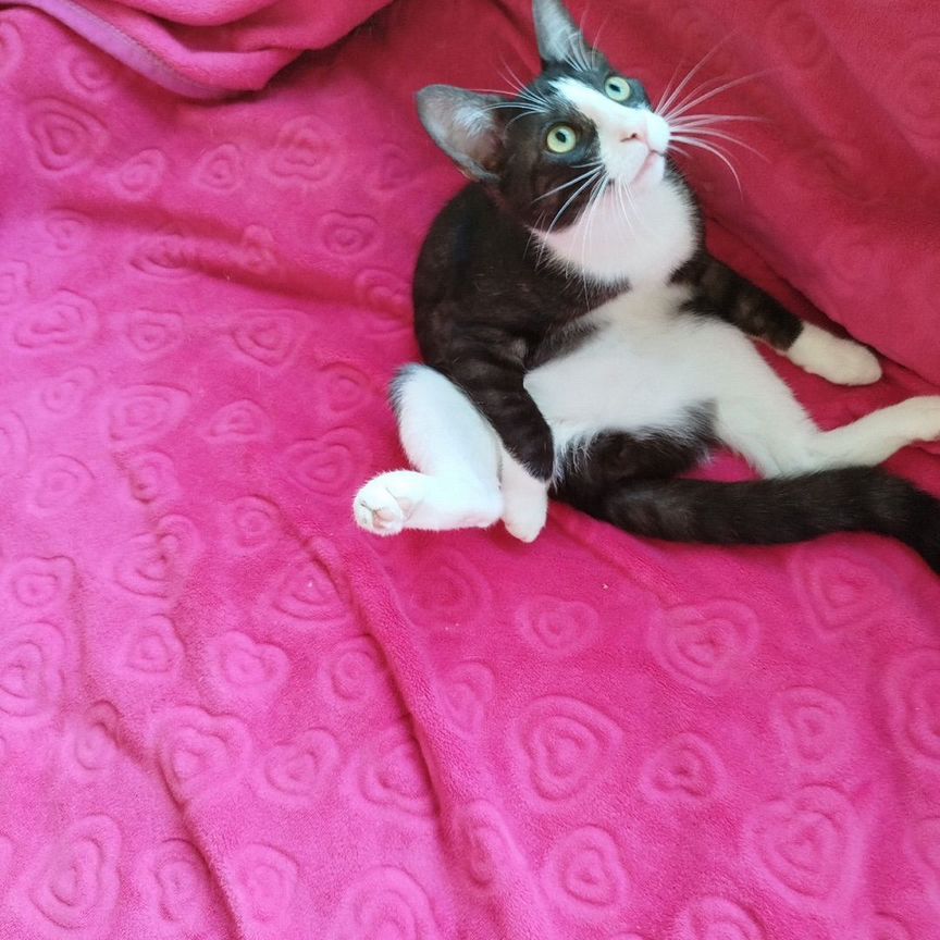Чудо кот