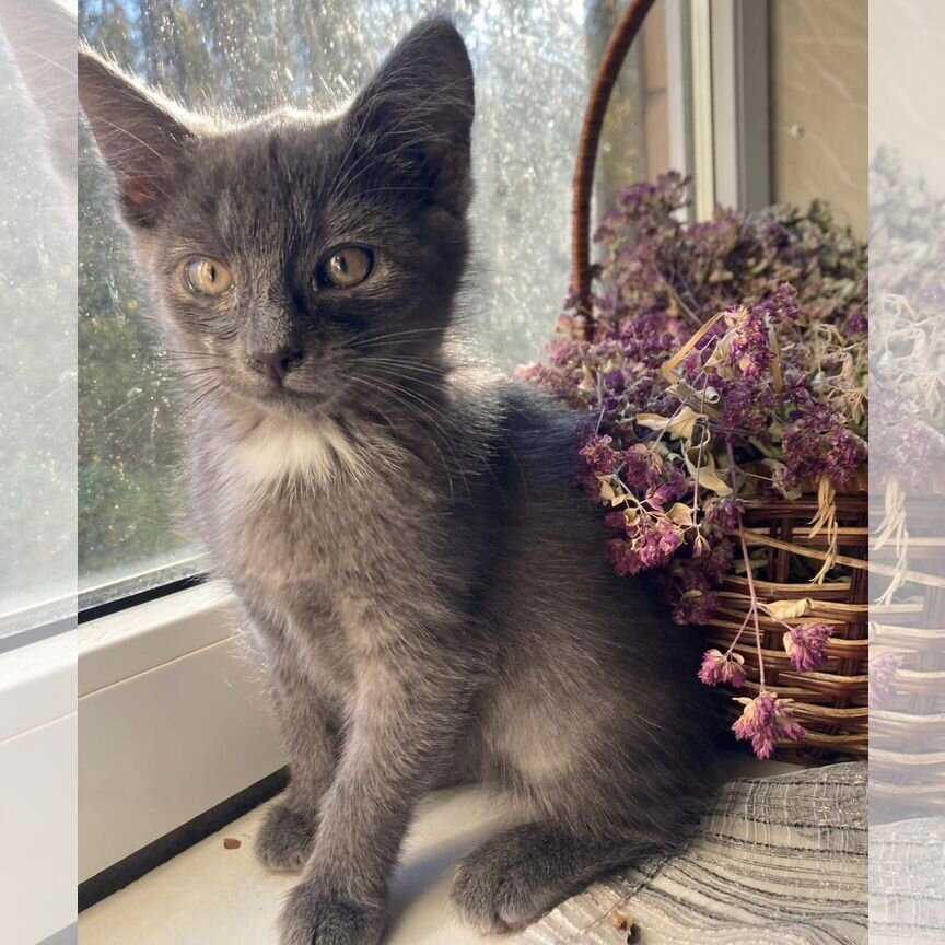 Котенок "Верный друг"