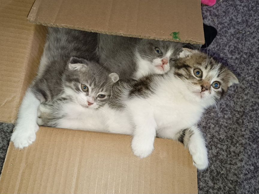 Котята в добрые руки