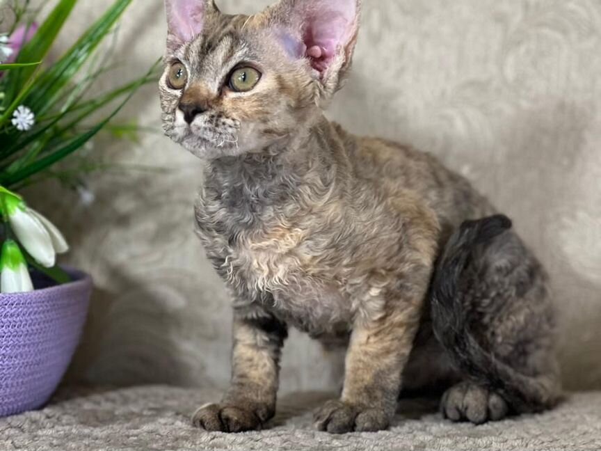 Красивая девочка