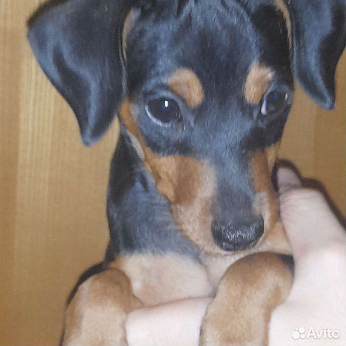 Щенки цвергпинчера