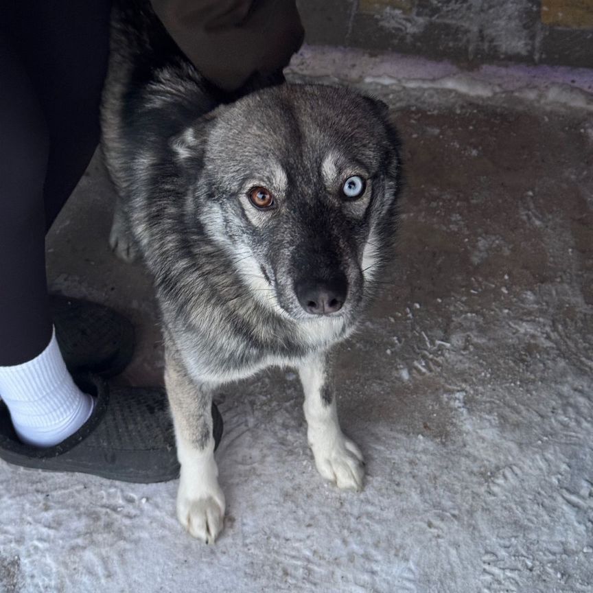 Щенок в добрые руки