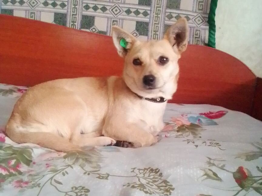 Лиза ищет дом