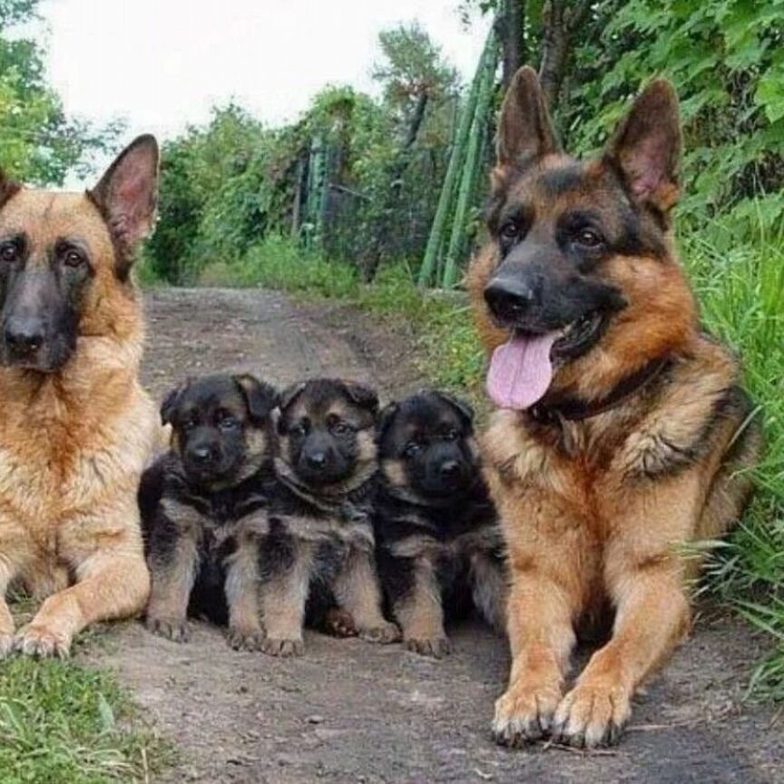 Немецкая овчарка