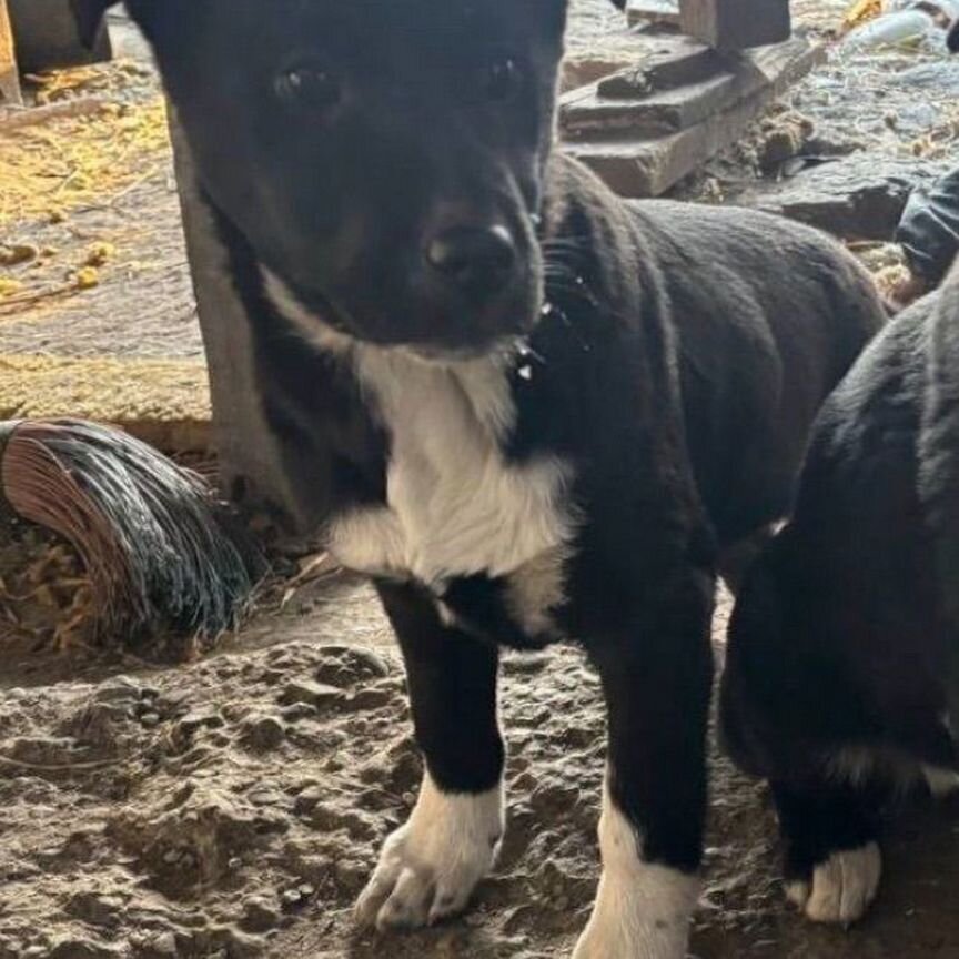 Щенок в добрые руки