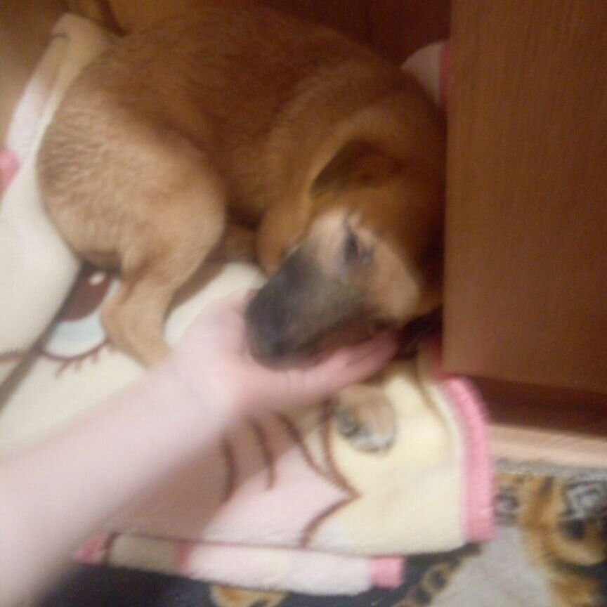 Щенок от частного владельца