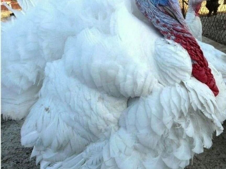 Индюшата Хайбрид Конвертер