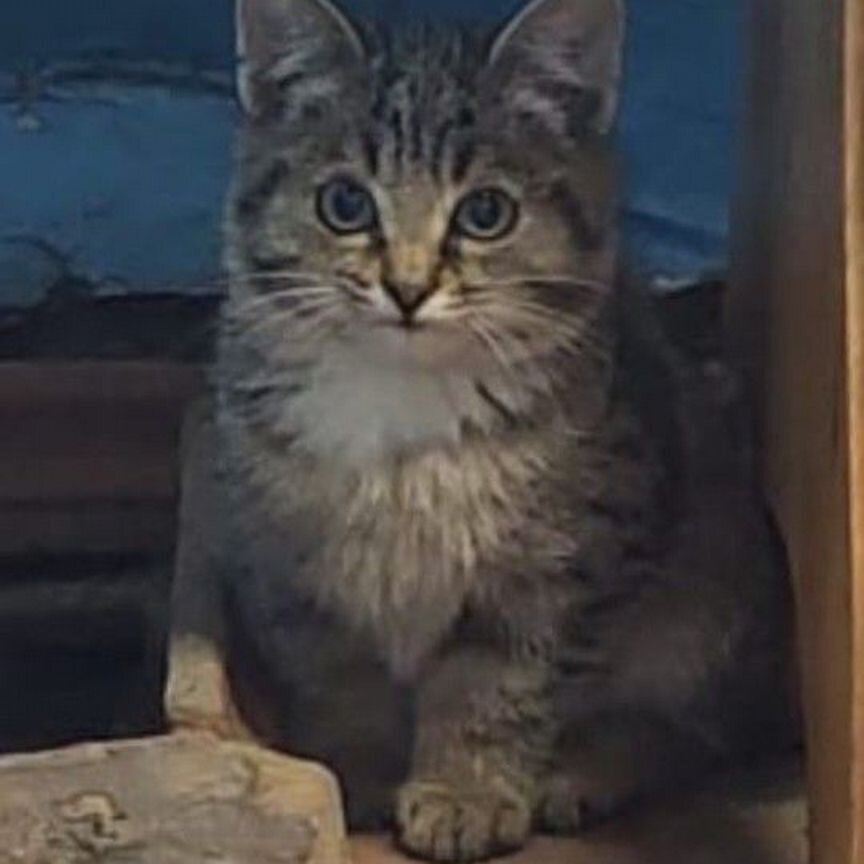 Котенок похожа на сибирскую
