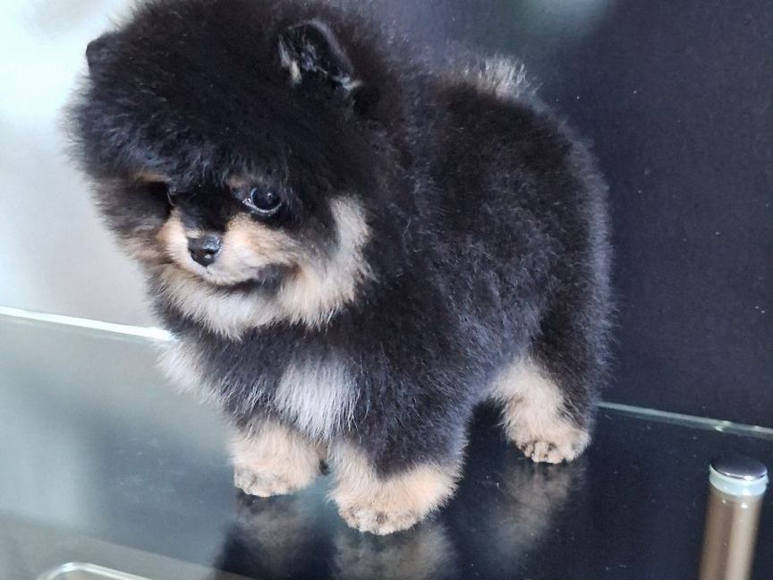 Щенки померанского шпица