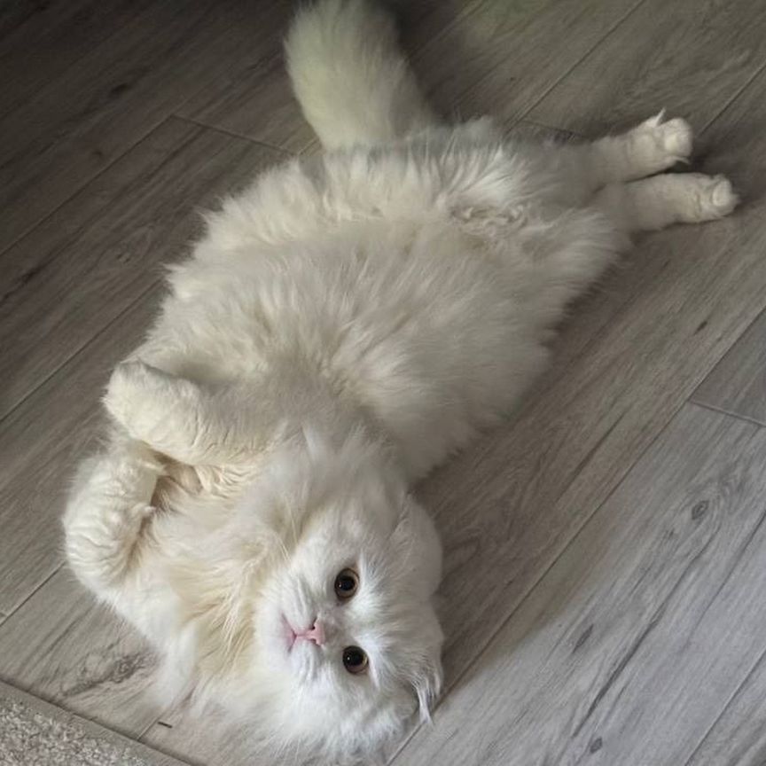 Кот стерилизованный