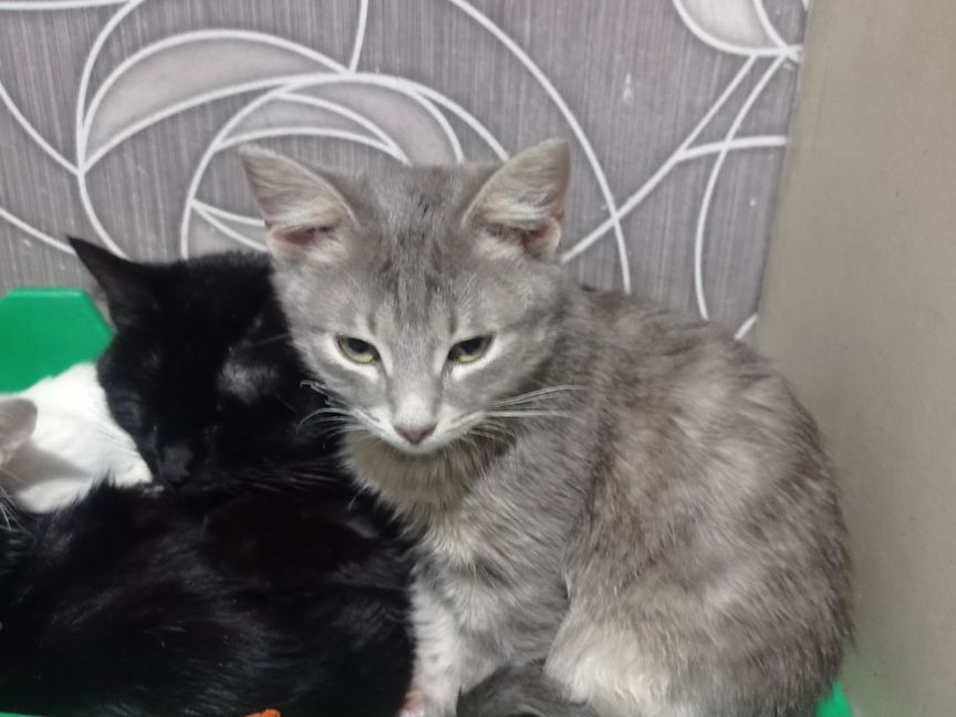 Крошка и кот