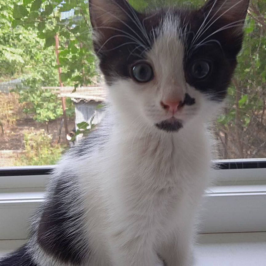 Котята