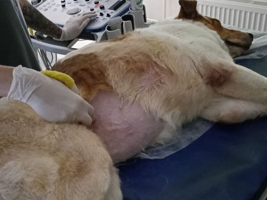 Собака инвалид