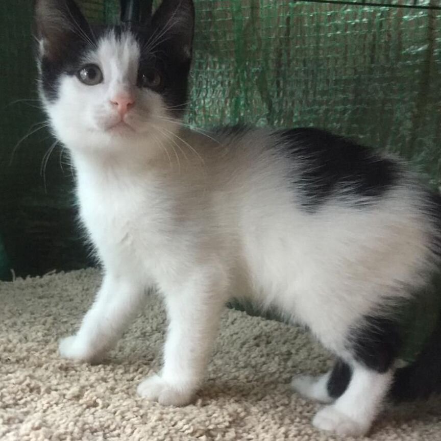 Котенок