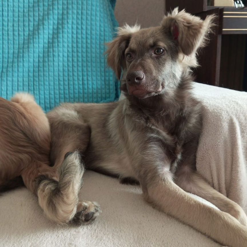 Щенок в добрые руки