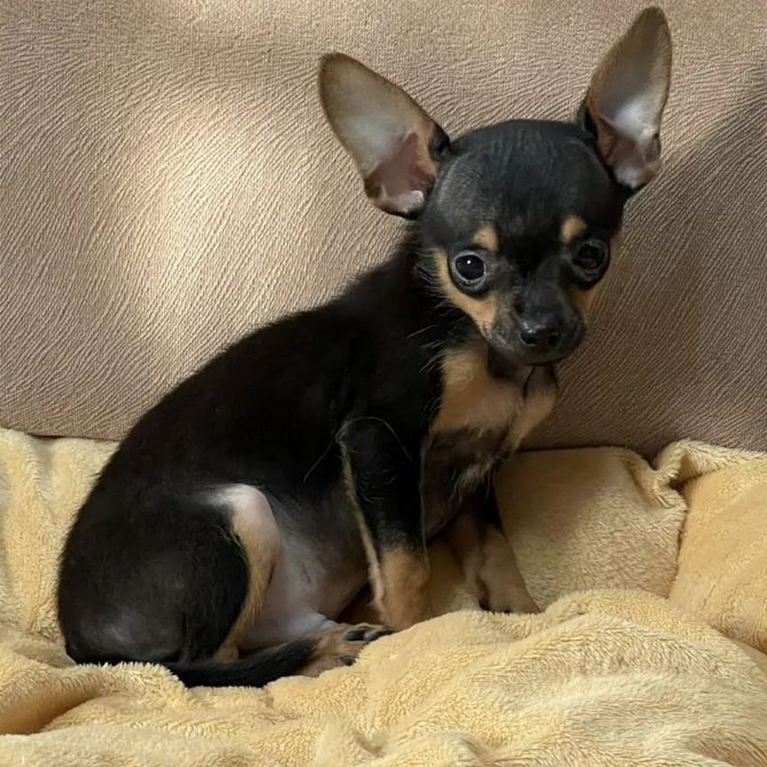 Русский той-терьер, щенок