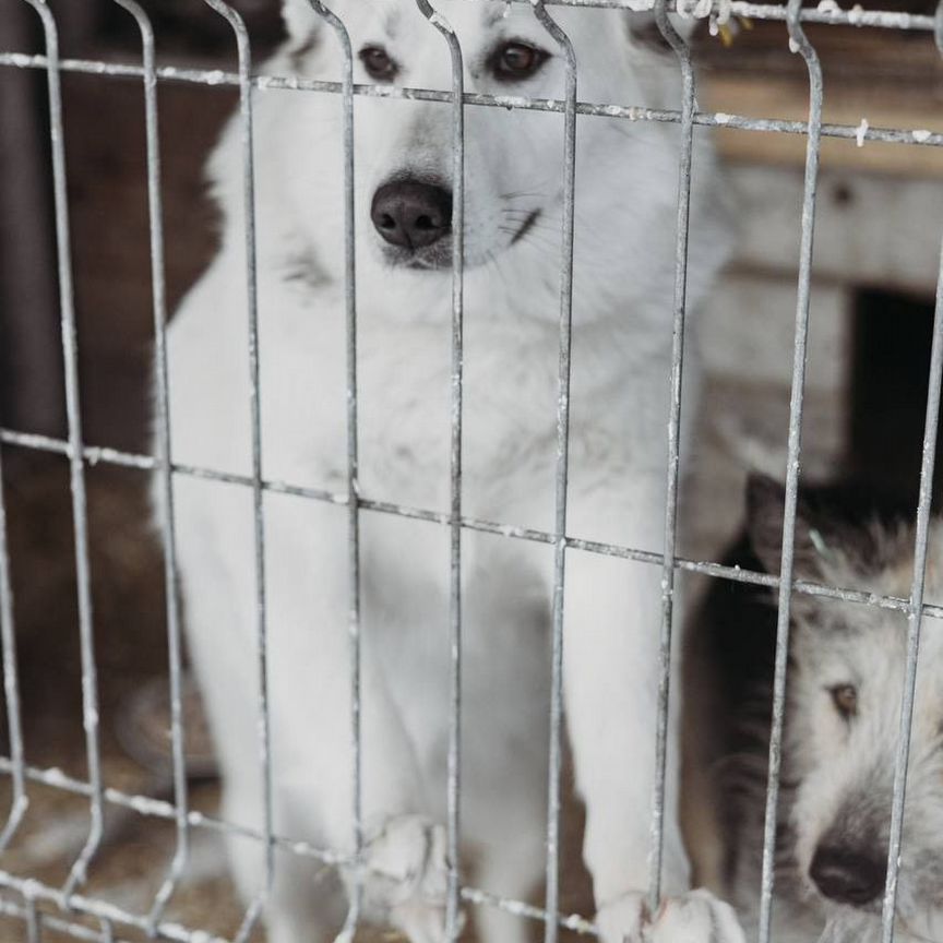 Взрослая собака в добрые руки