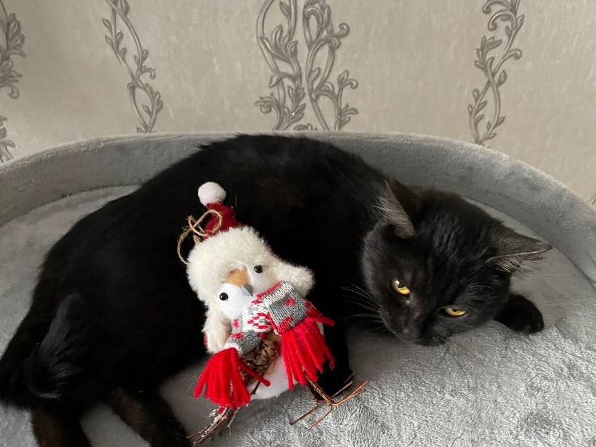 Очаровательный котёнок