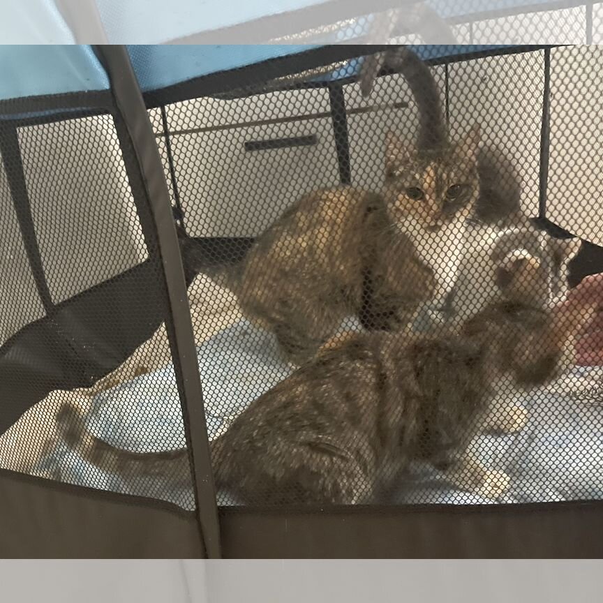 Взрослая кошка в добрые руки