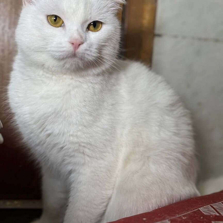 Снежинка белая кошечка была предана два раза