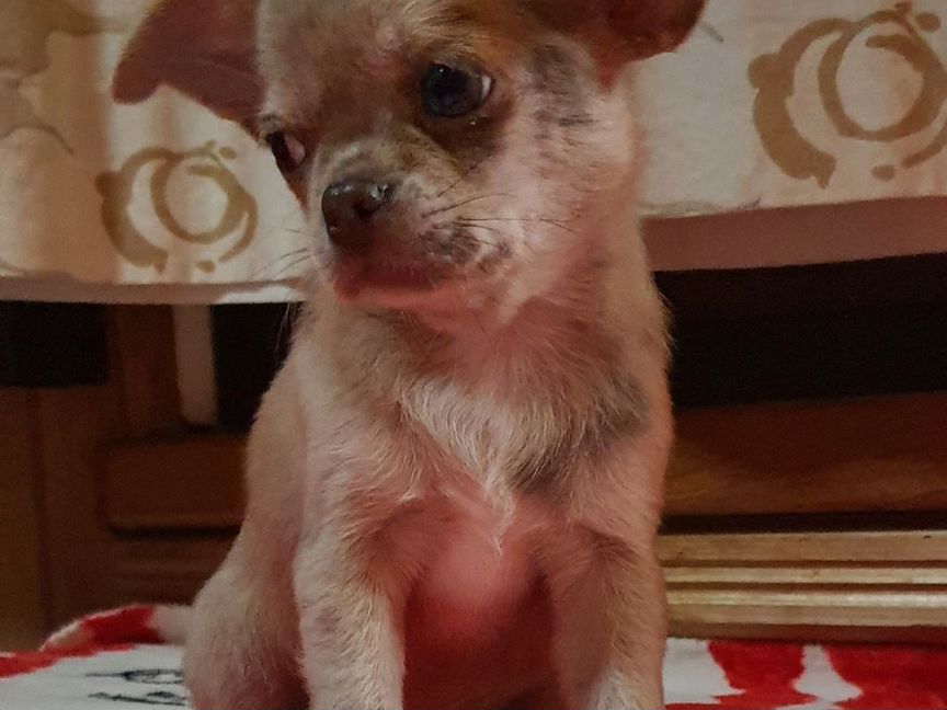 Щенки чихуахуа девочки