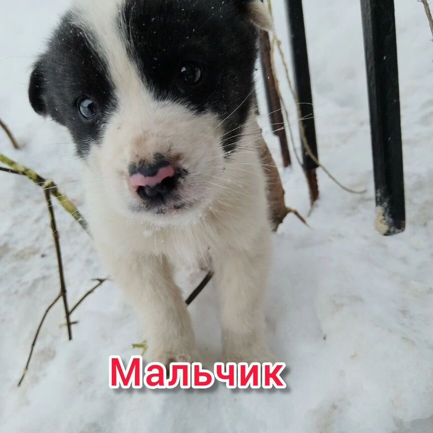 Щеночек мальчик в хорошую семью бесплатно