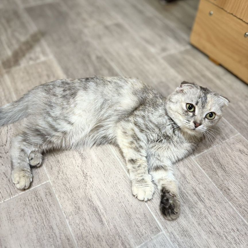 Шотландская вислоухая короткошёрстная, взрослая кошка