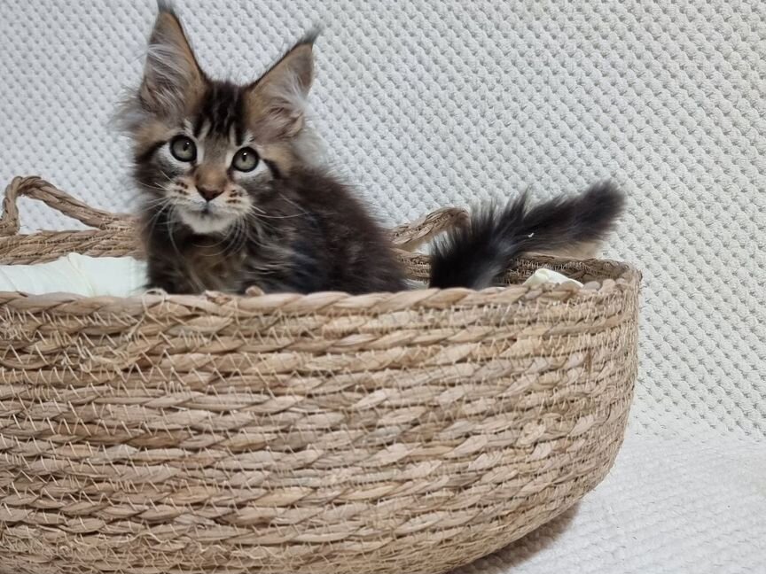 Котята породы мейн-кун