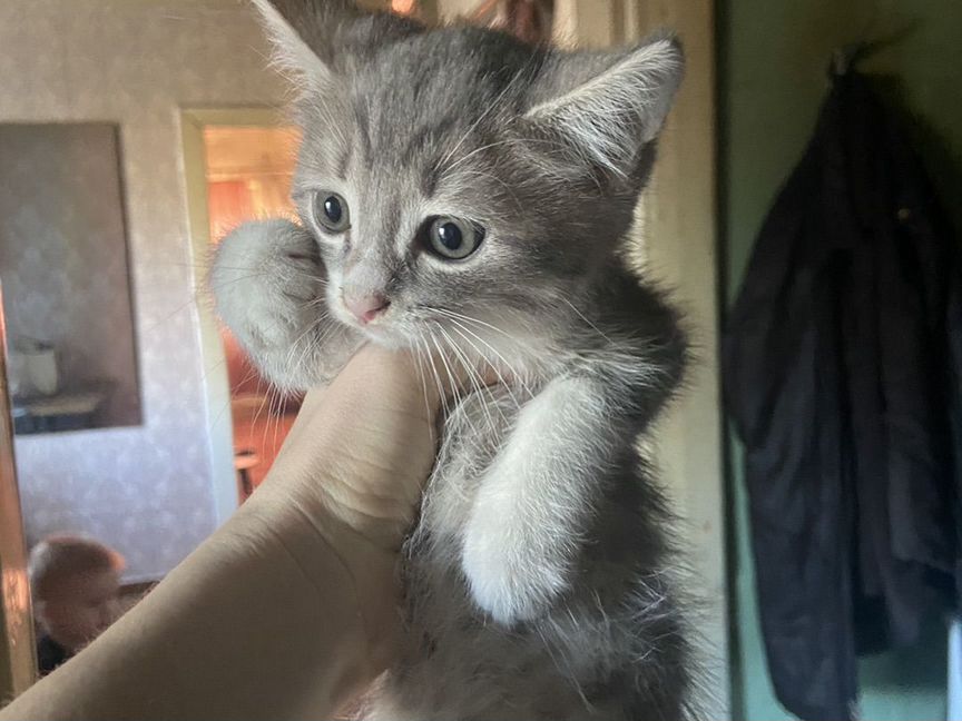 Отлам Котенока мальчик в добрые руки