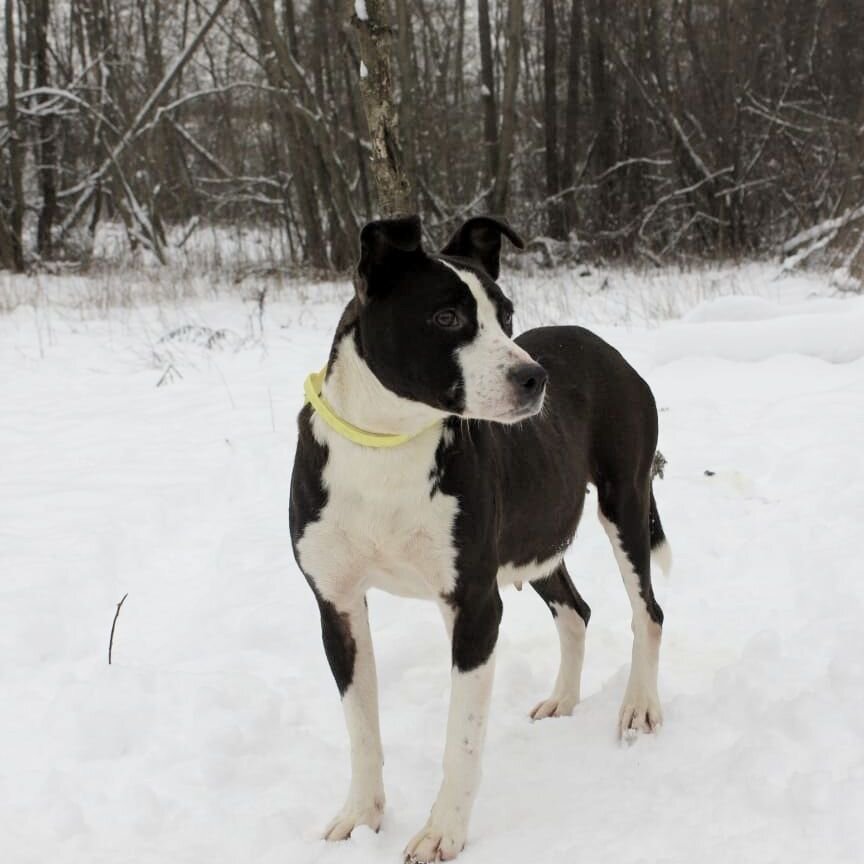 Стафф девочка в добрые руки (бесплатно)