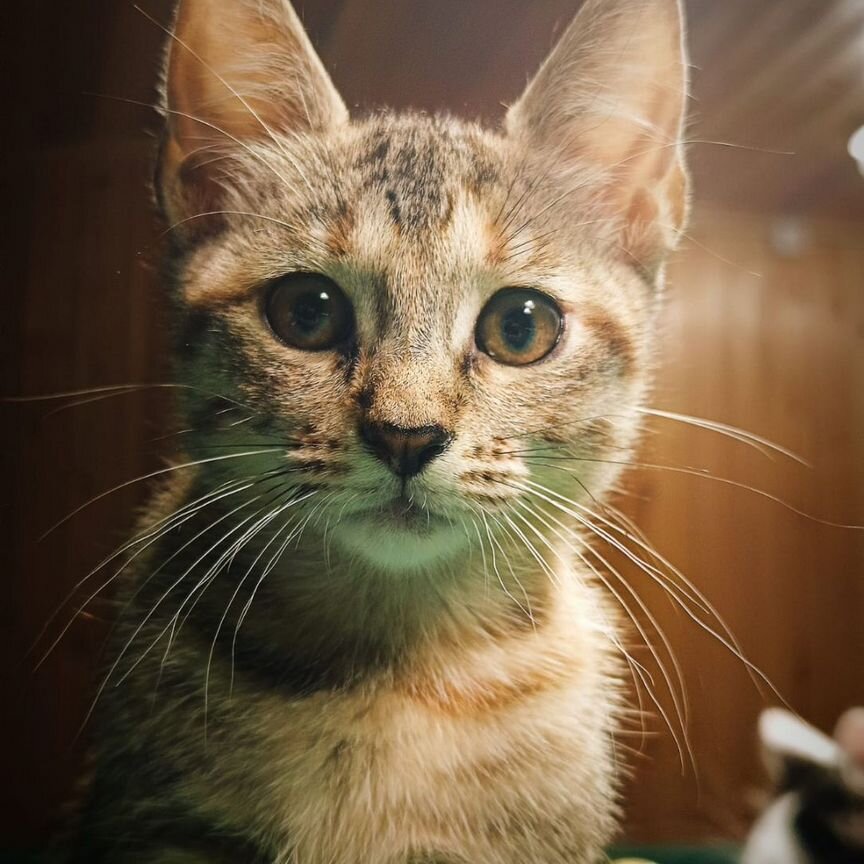 Котëнок (девочка, 7 месяцев, без породы)