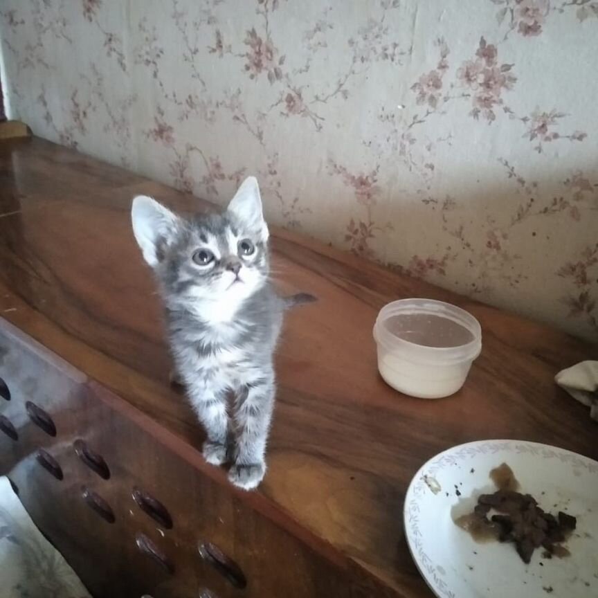 Котик в добрые руки