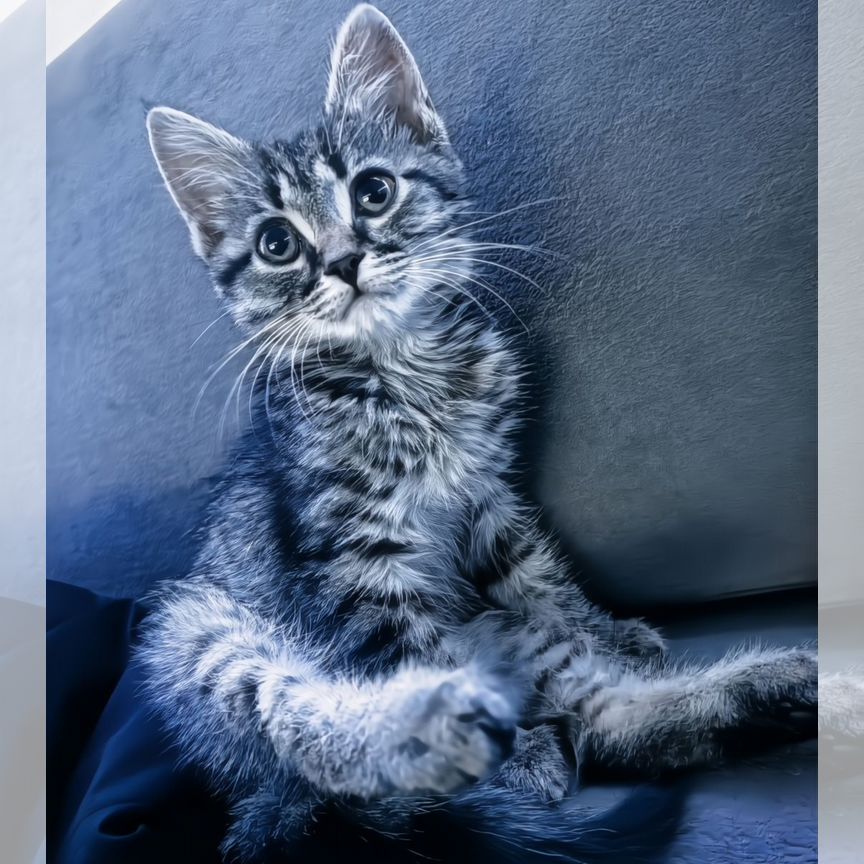 Котёнок в добрые руки