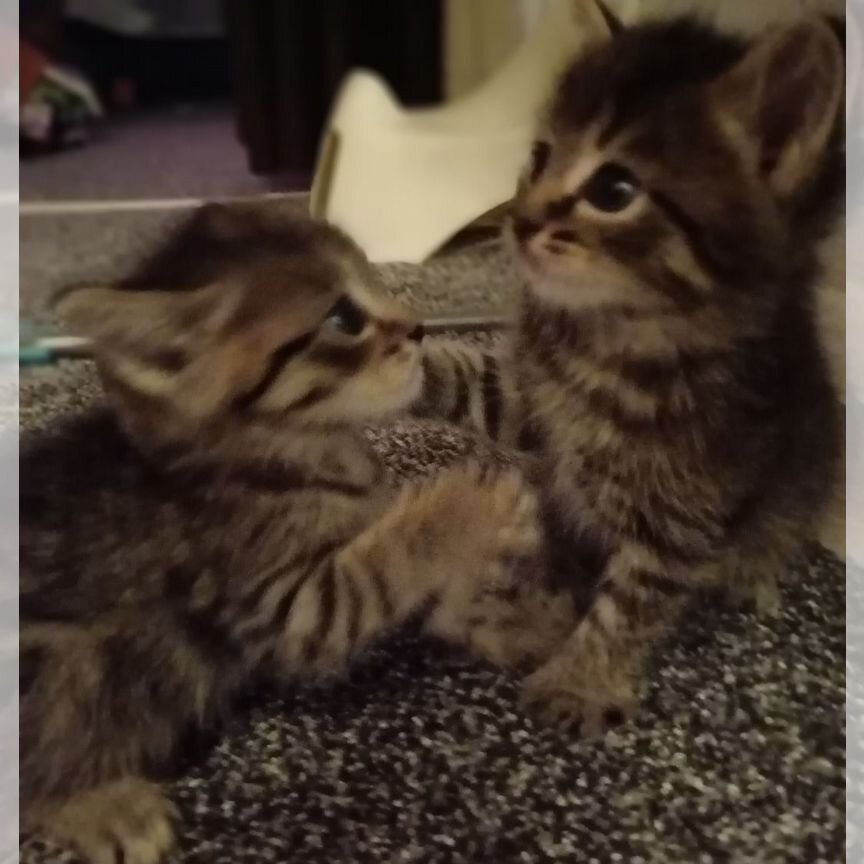 Шотландский вислоухий короткошёрстный котёнок