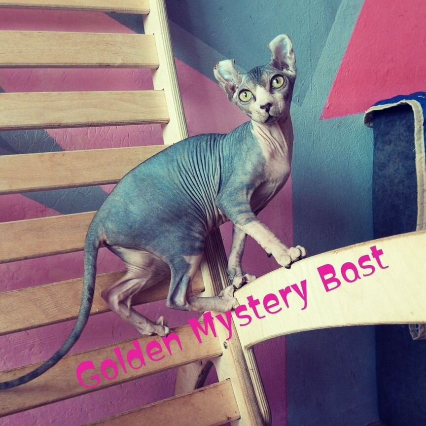 Сфинкс Эльф