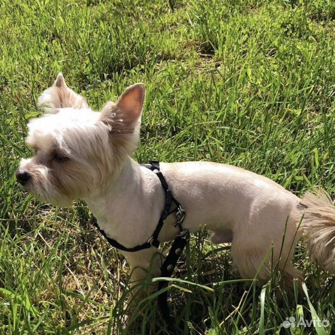 Ищем невесту для Голдаст Йорка